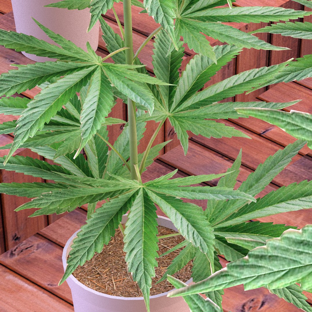 3D Laboratory Marijuana Set - TurboSquid 1168925