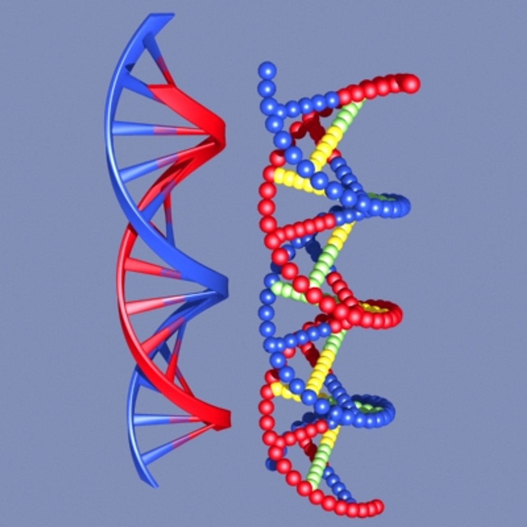 Dna Strands Max