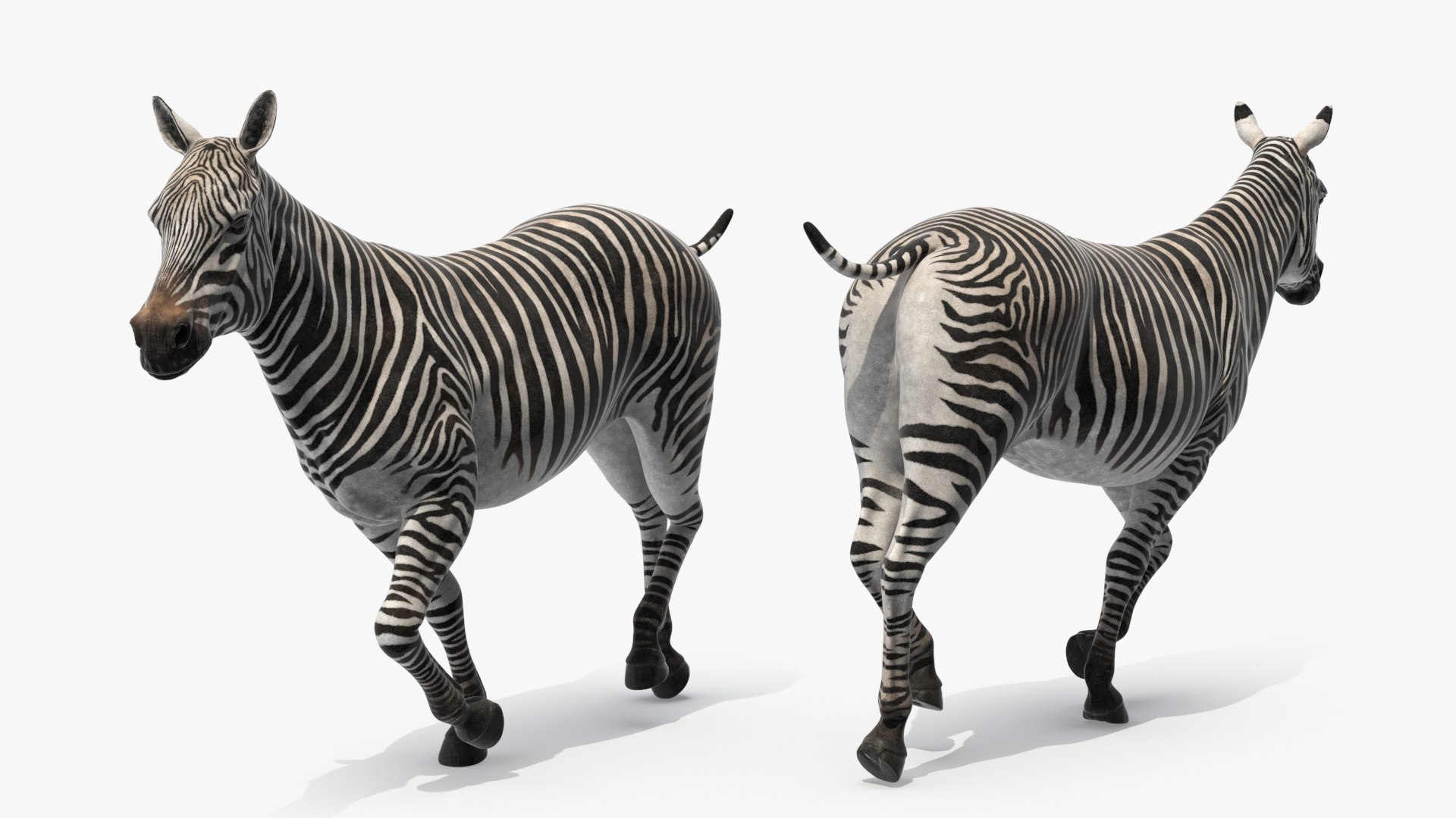 3D Striped Equine Running Model - TurboSquid 2368370