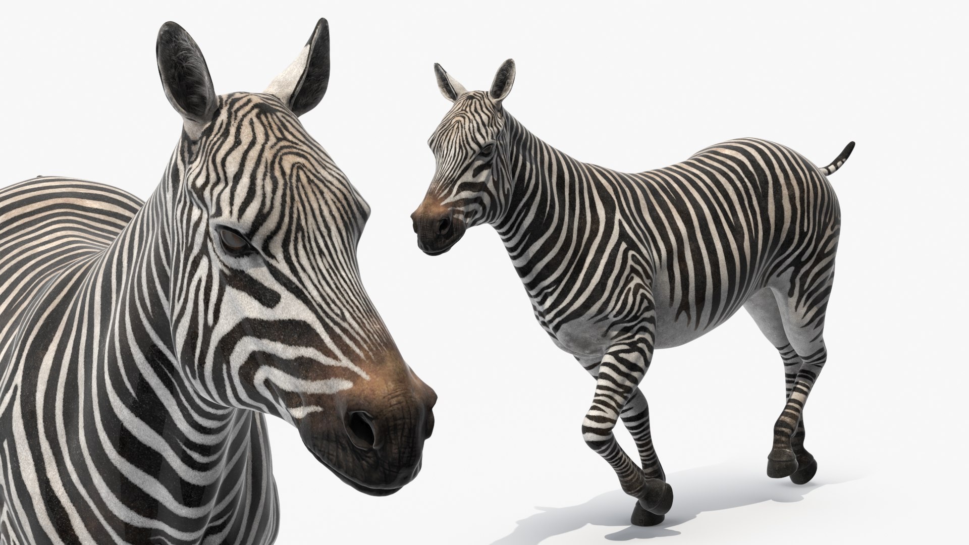 3D Striped Equine Running Model - TurboSquid 2368370