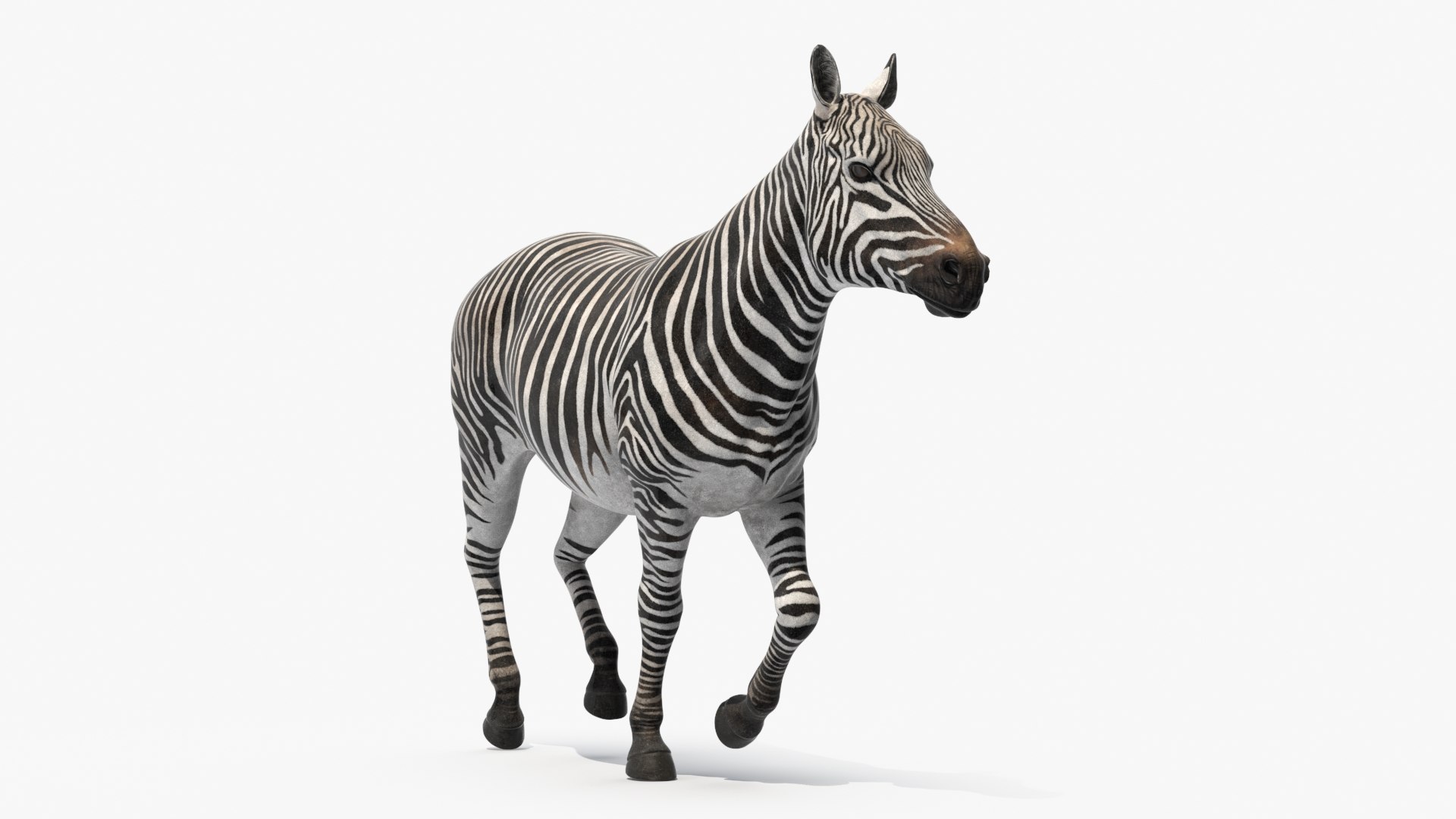 3D Striped Equine Running Model - TurboSquid 2368370