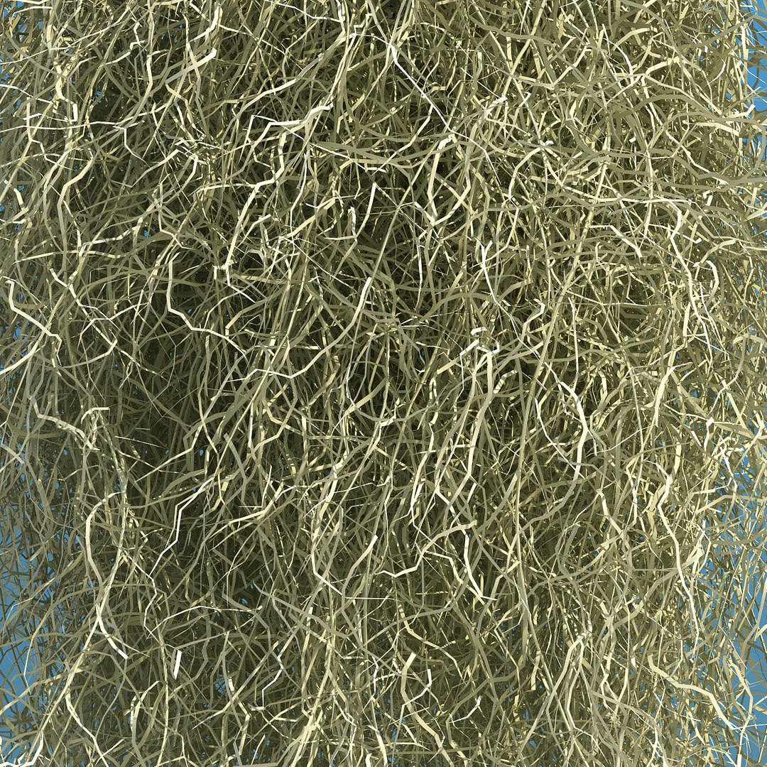 Spanish Moss Max
