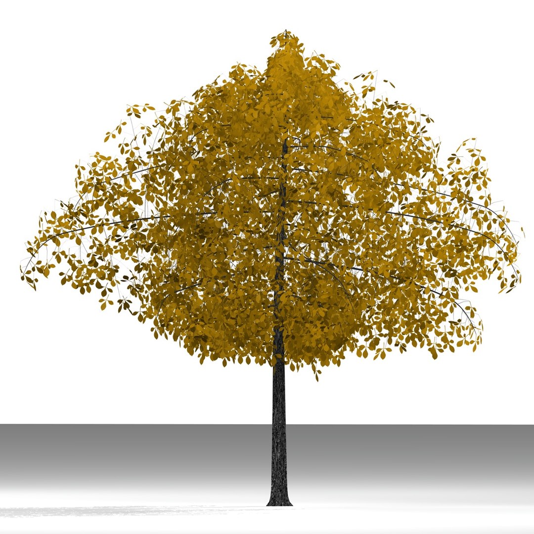 3d Plane Tree Model