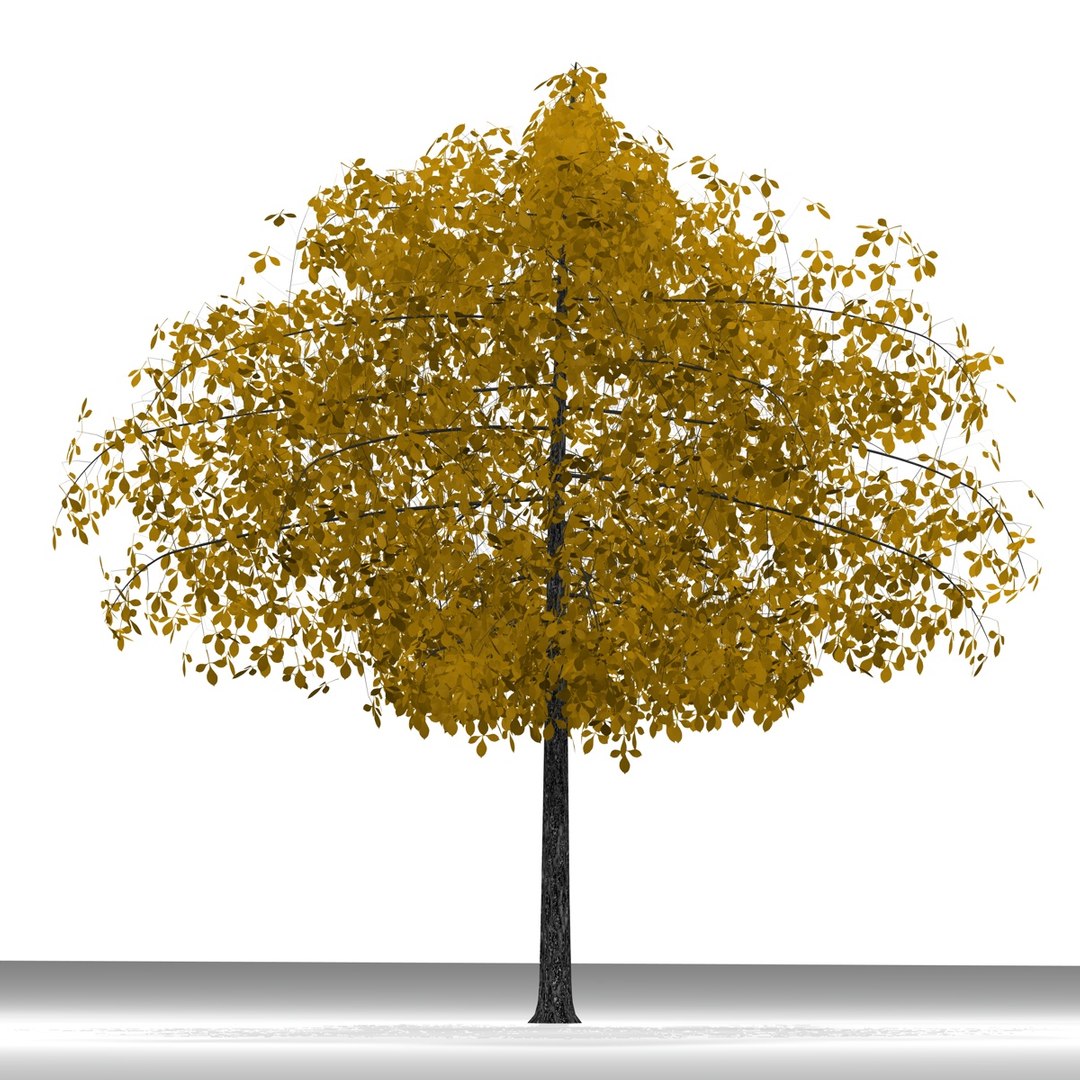 3d Plane Tree Model