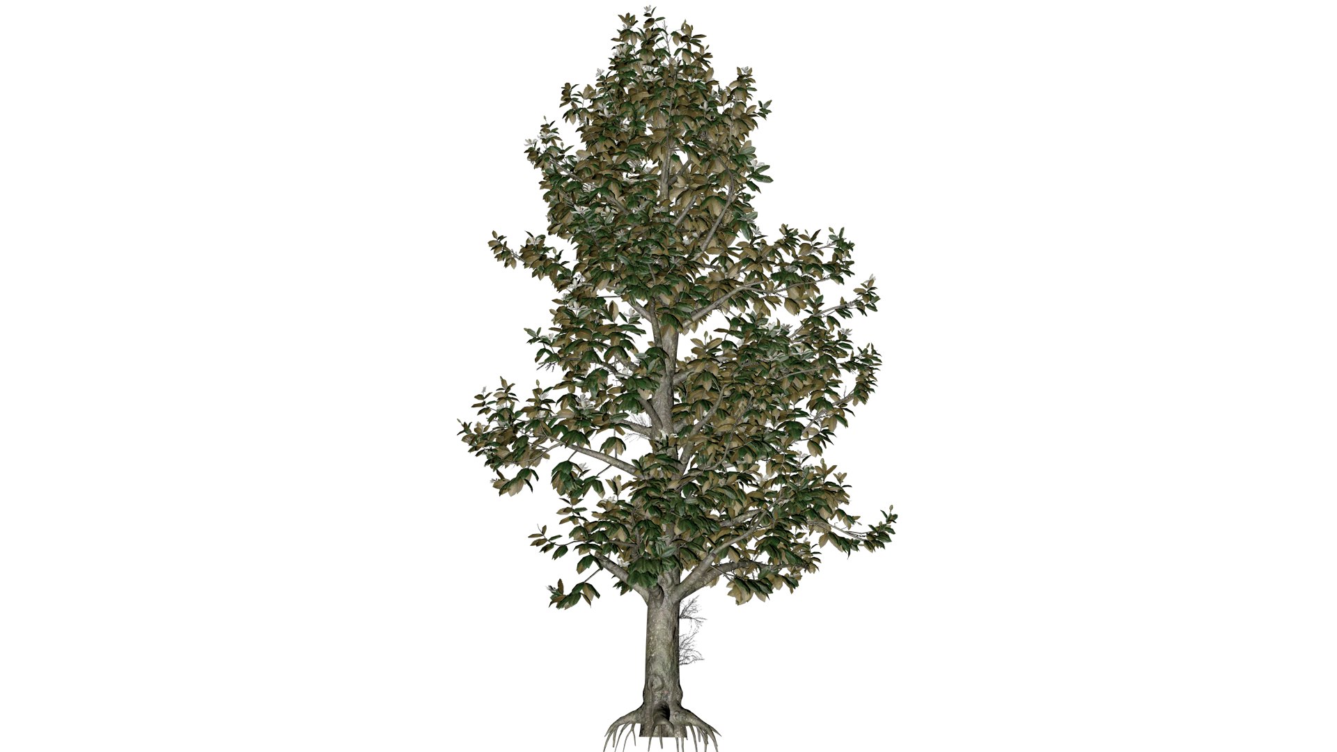 3D Southern Magnolia Tree - 03 - Model - TurboSquid 2377817
