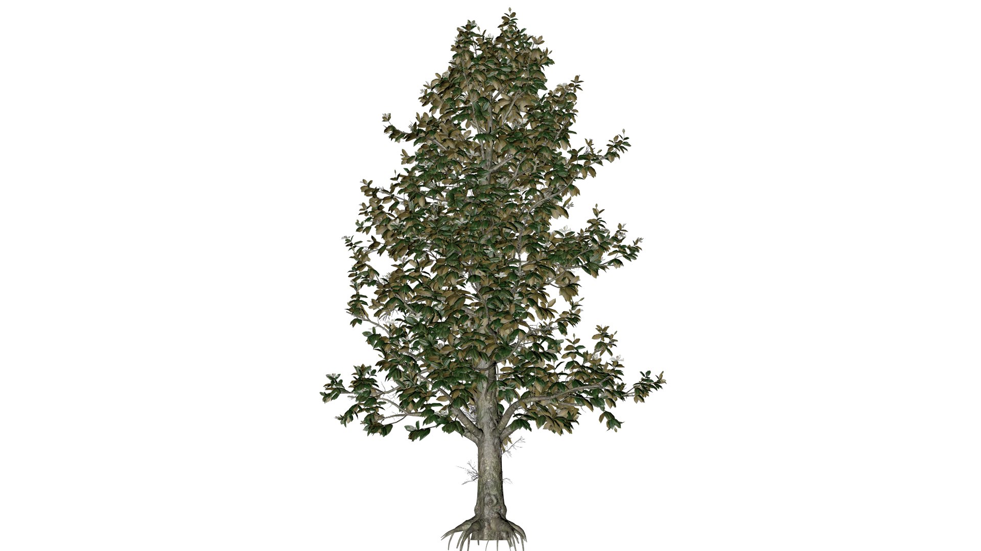 3D Southern Magnolia Tree - 03 - Model - TurboSquid 2377817
