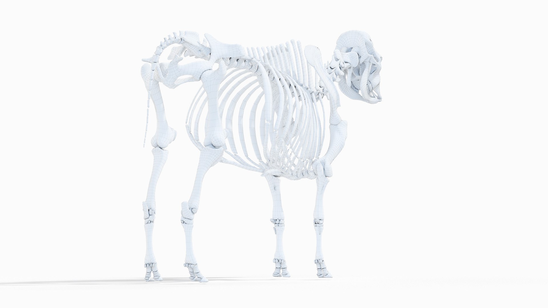 Cow Body Skeleton and Organs Static 3D - TurboSquid 1893863