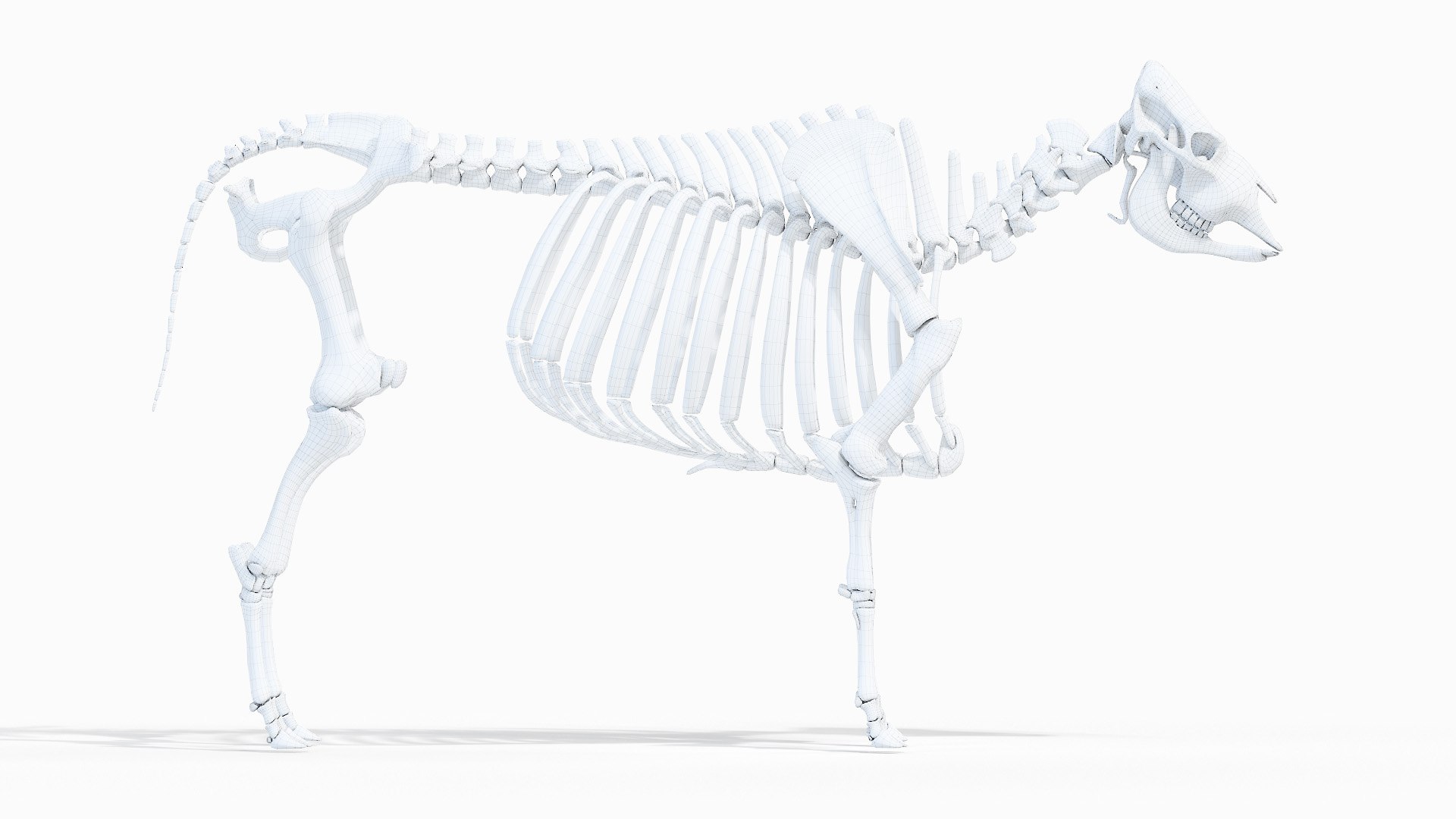 Cow Body Skeleton and Organs Static 3D - TurboSquid 1893863