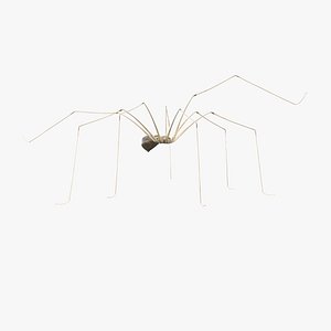 3D Spider Models - Browse & Download Formats - TurboSquid