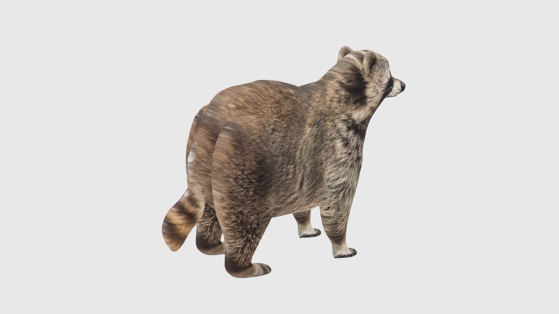 Low Poly Raccoon Rigged With Realistic Texture 3D Model - TurboSquid ...