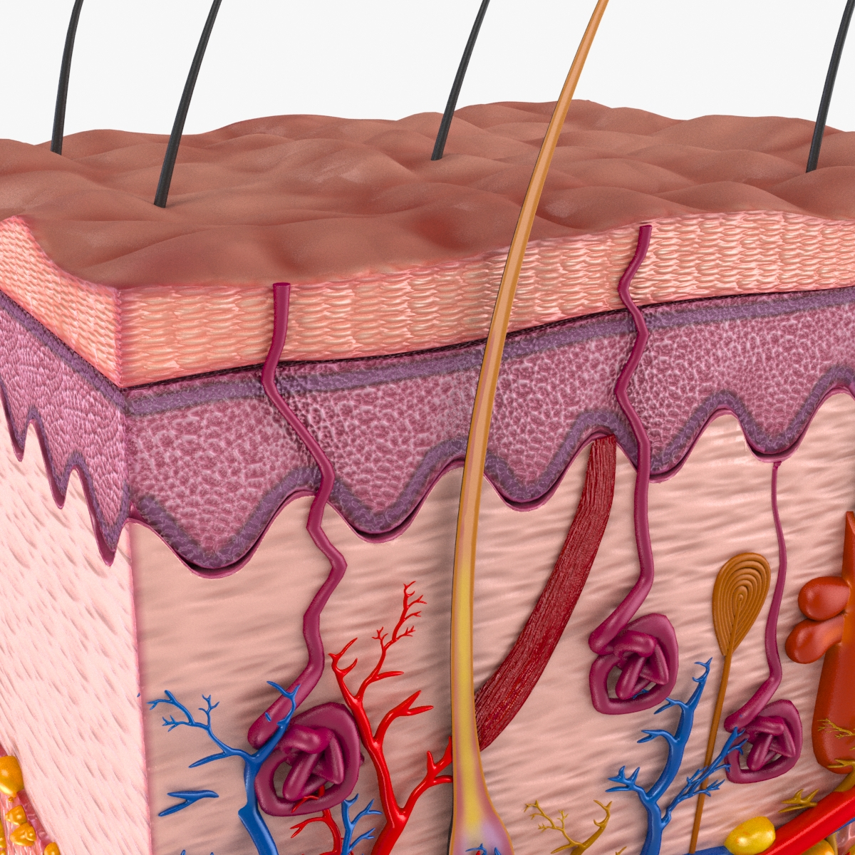 3D skin anatomy model - TurboSquid 1430488