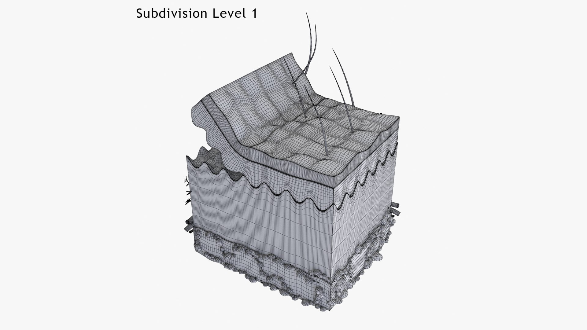 3D skin anatomy model - TurboSquid 1430488