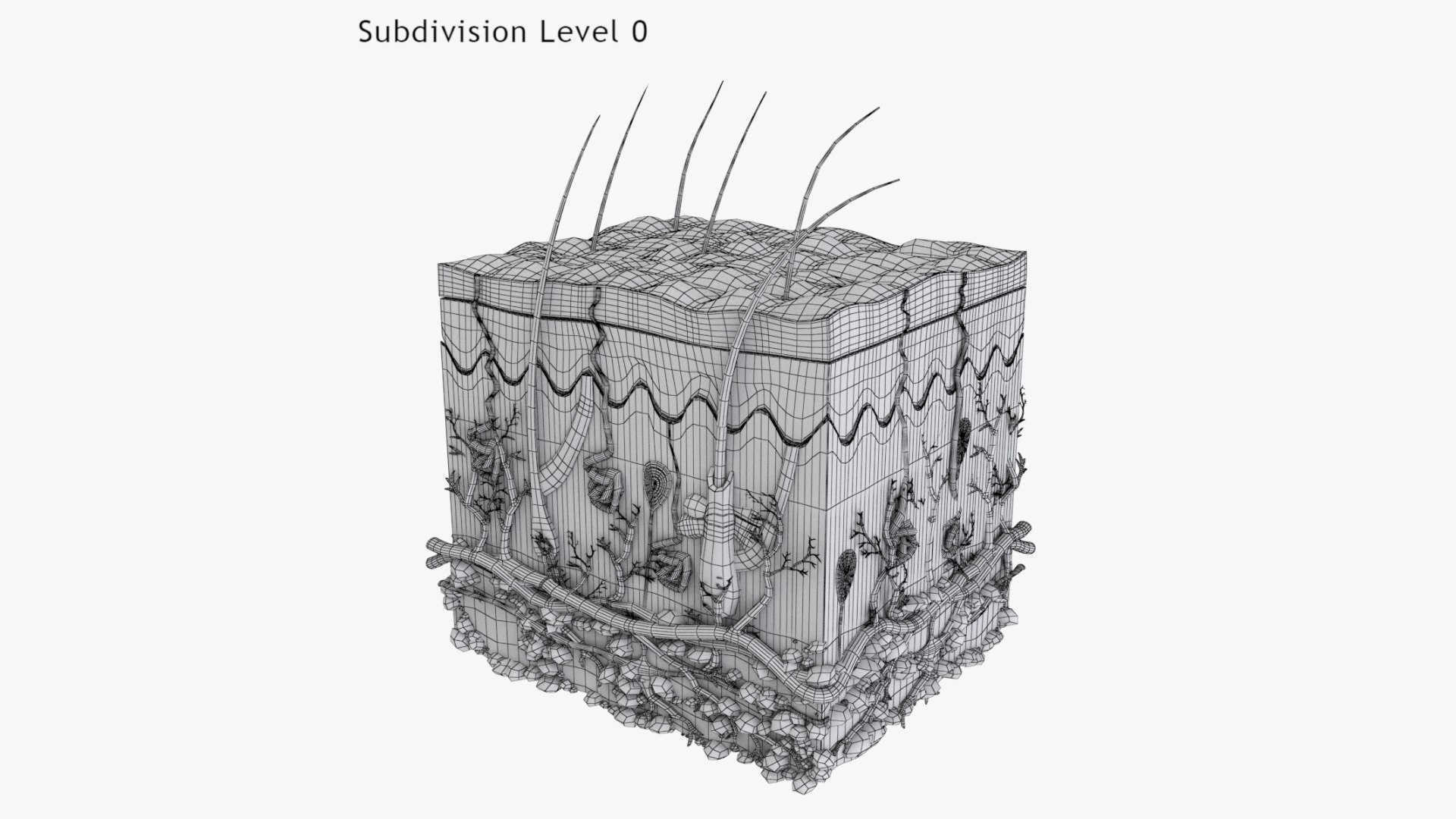 3D skin anatomy model - TurboSquid 1430488