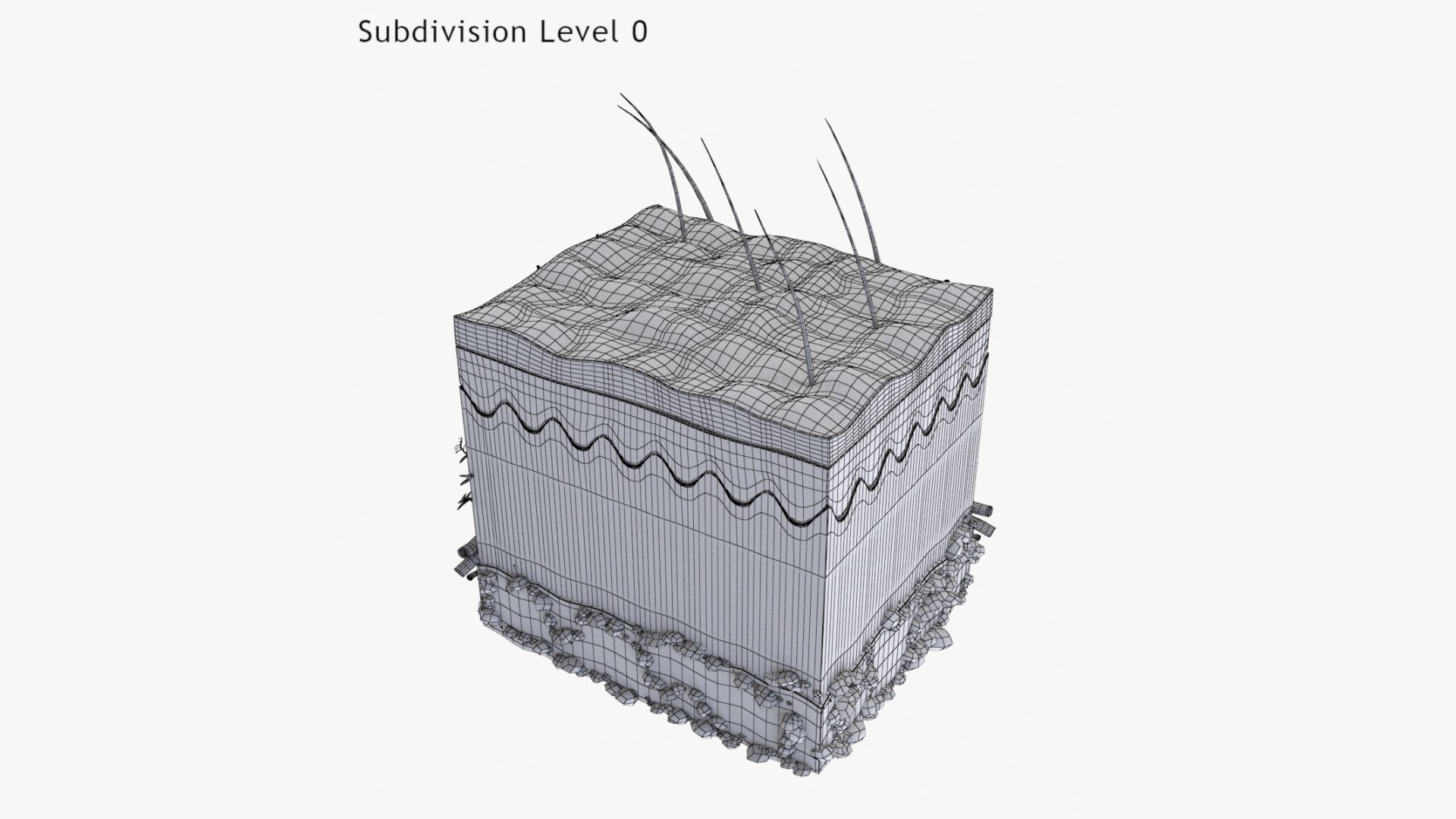 3D skin anatomy model - TurboSquid 1430488