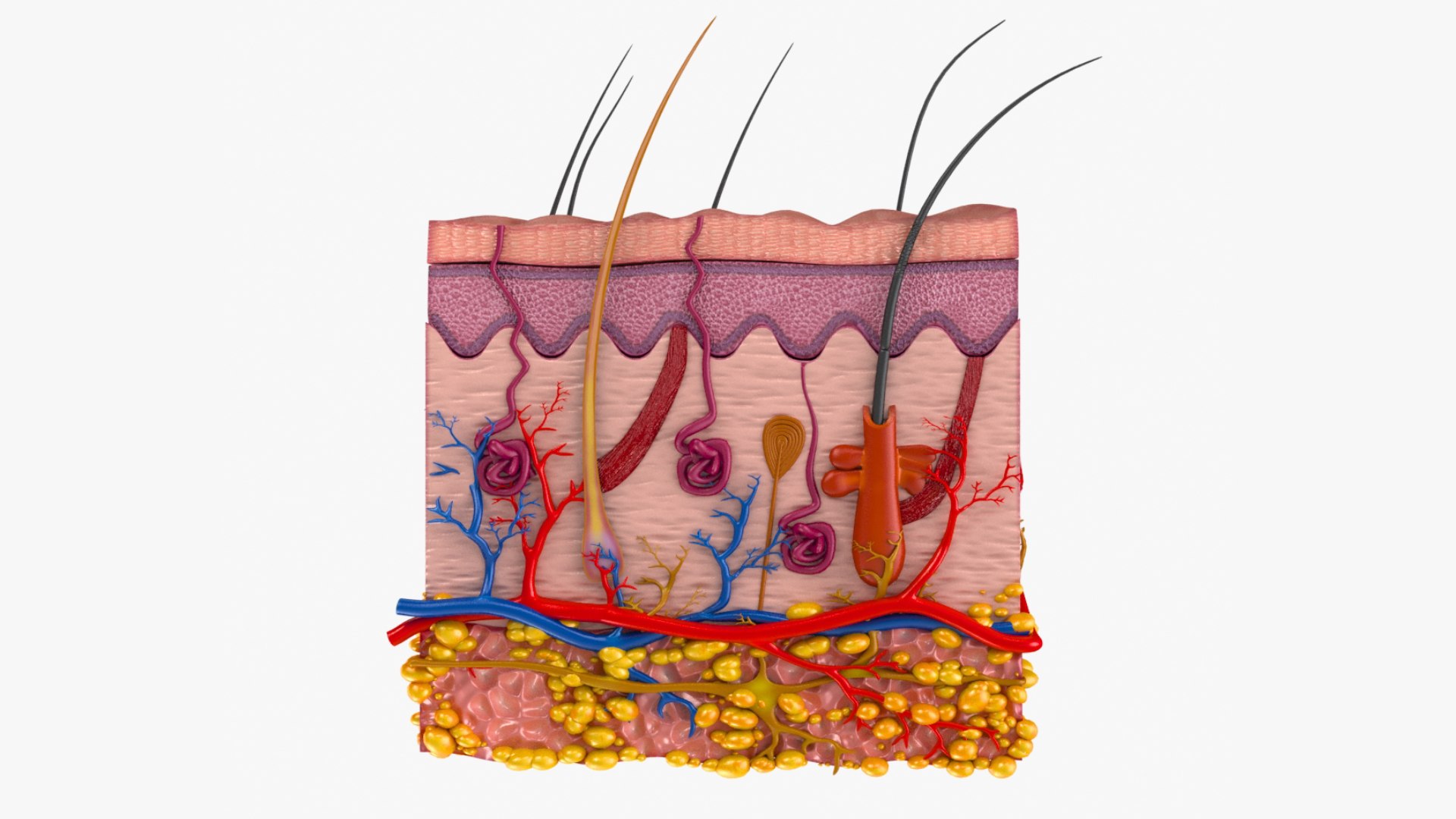 3D skin anatomy model - TurboSquid 1430488