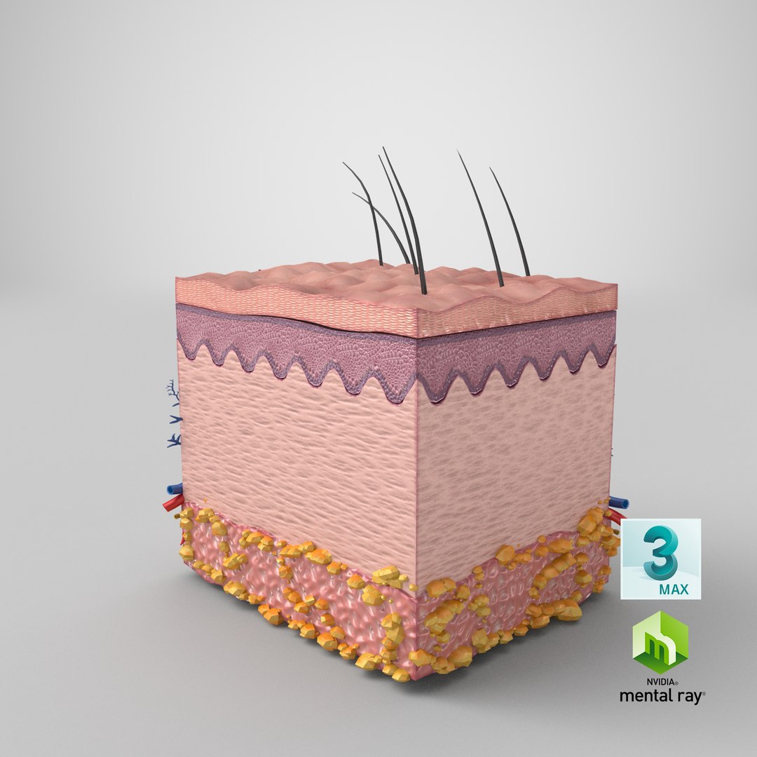 3D skin anatomy model - TurboSquid 1430488