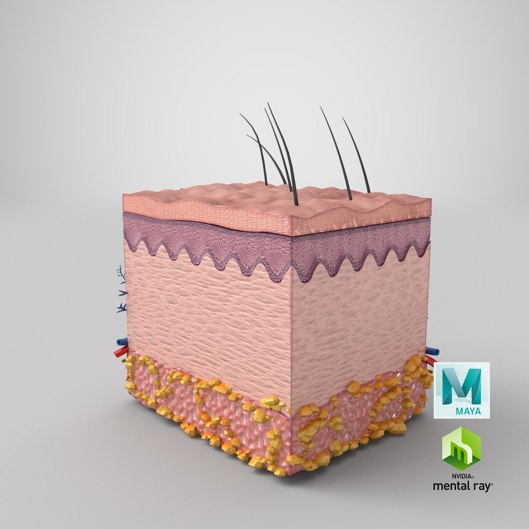 3D skin anatomy model - TurboSquid 1430488