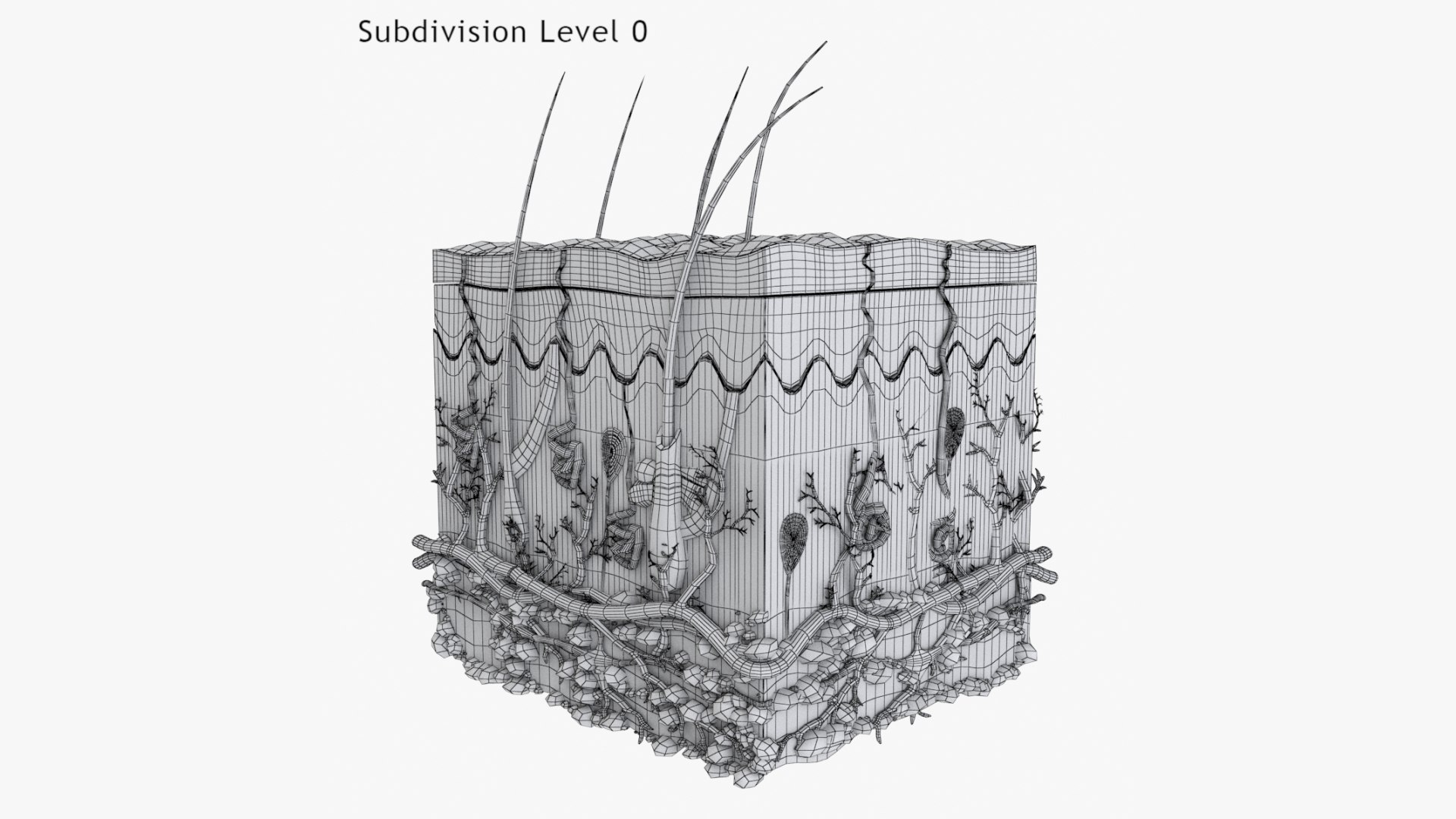 3D skin anatomy model - TurboSquid 1430488