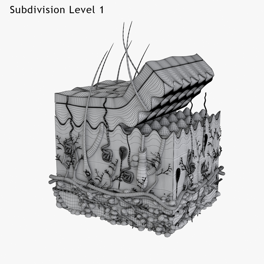 modelo 3d Anatomía de la piel - TurboSquid 1430488