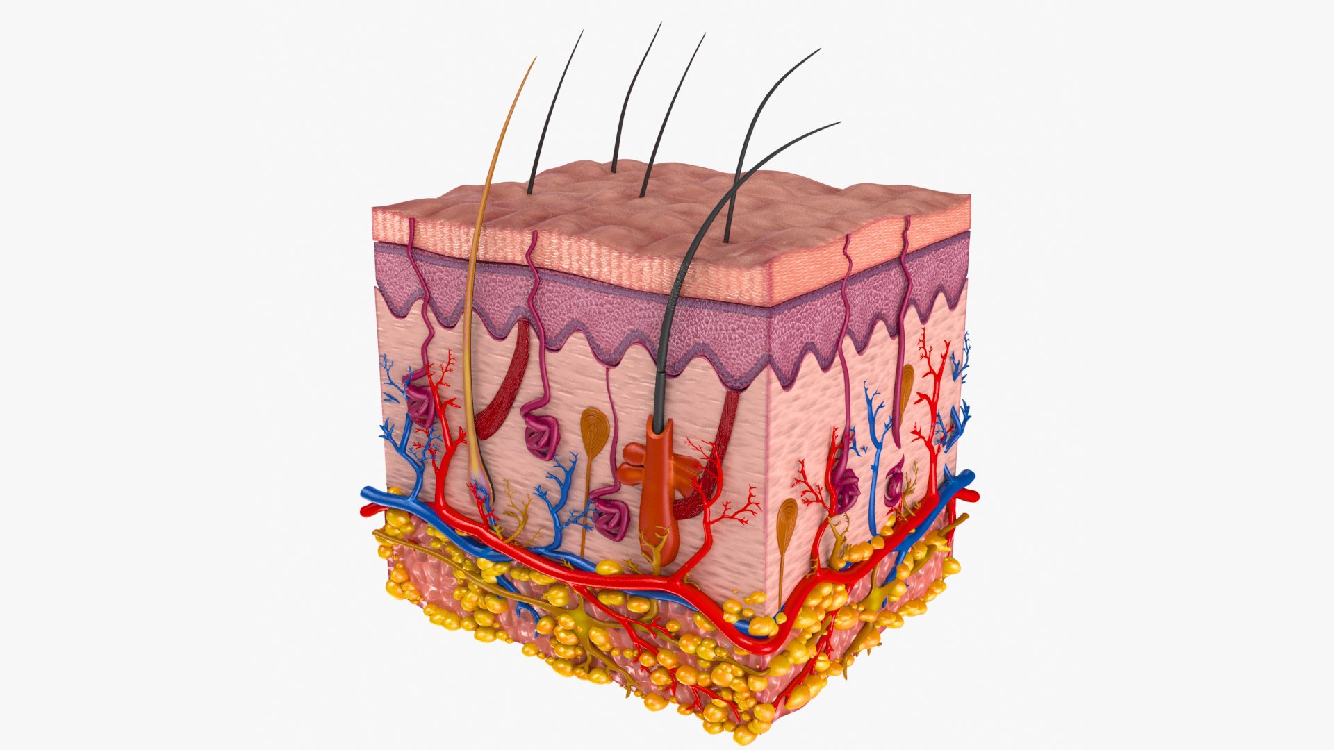 3D skin anatomy model - TurboSquid 1430488