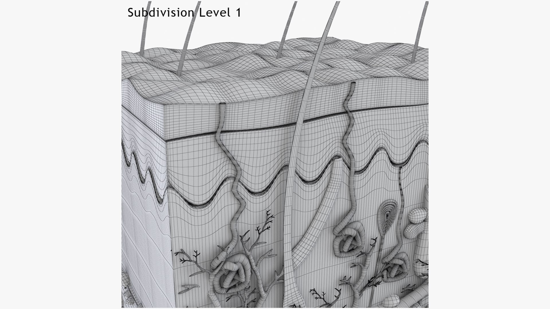 3D skin anatomy model - TurboSquid 1430488
