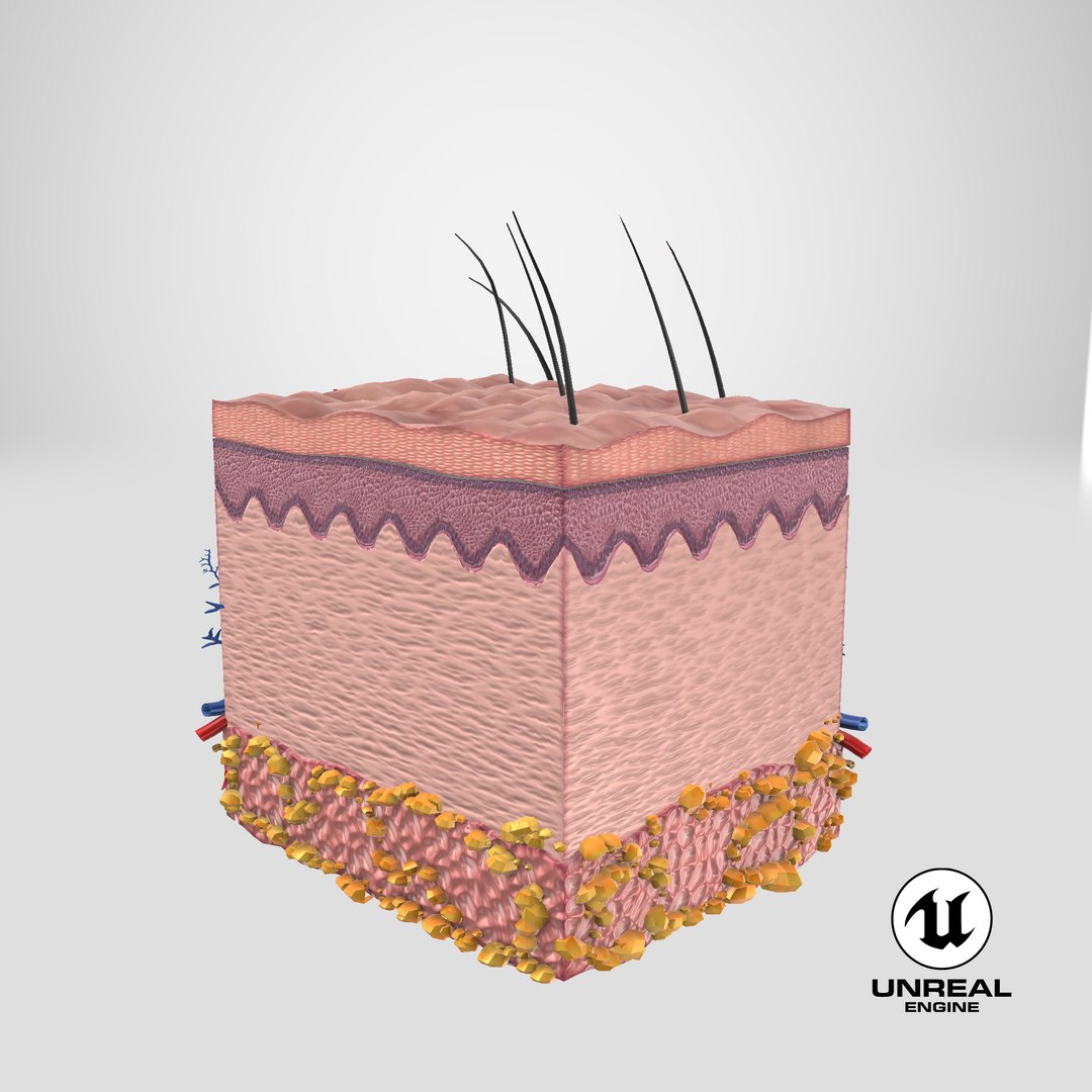 3D skin anatomy model - TurboSquid 1430488