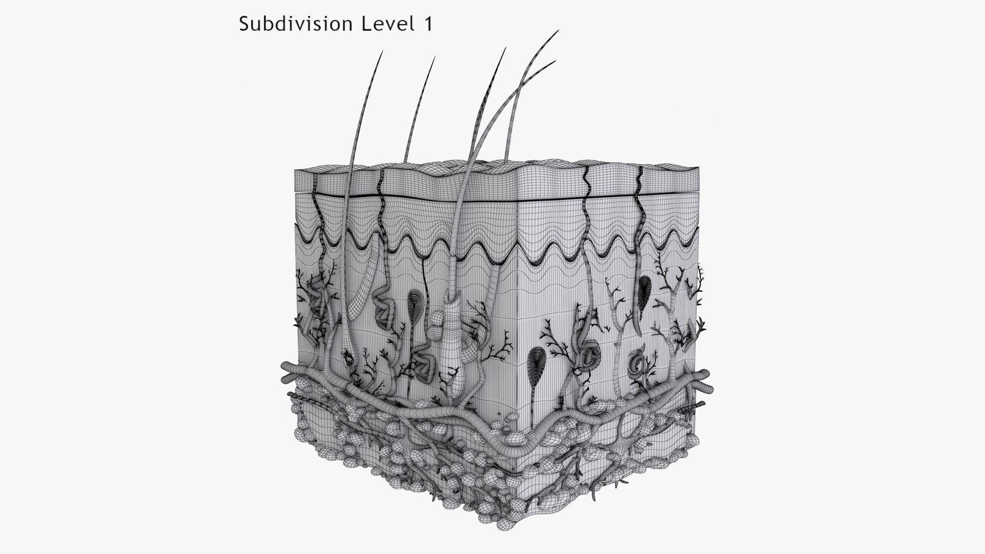 3D skin anatomy model - TurboSquid 1430488