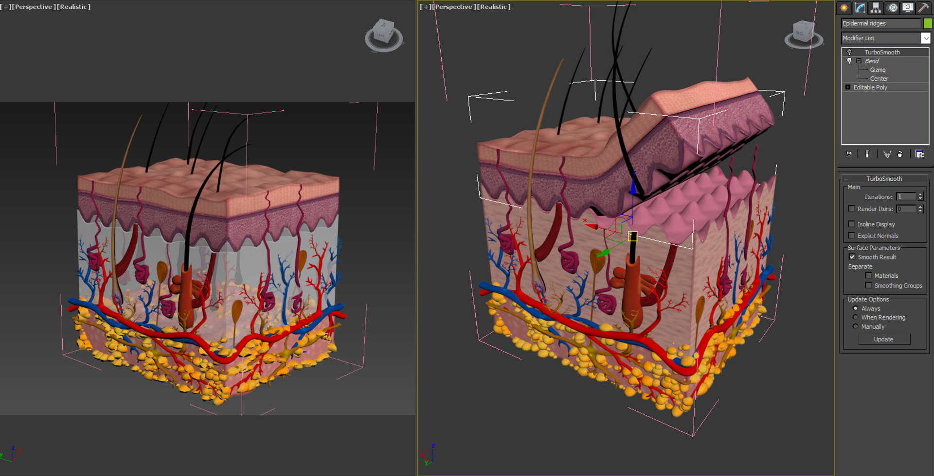 3D skin anatomy model - TurboSquid 1430488