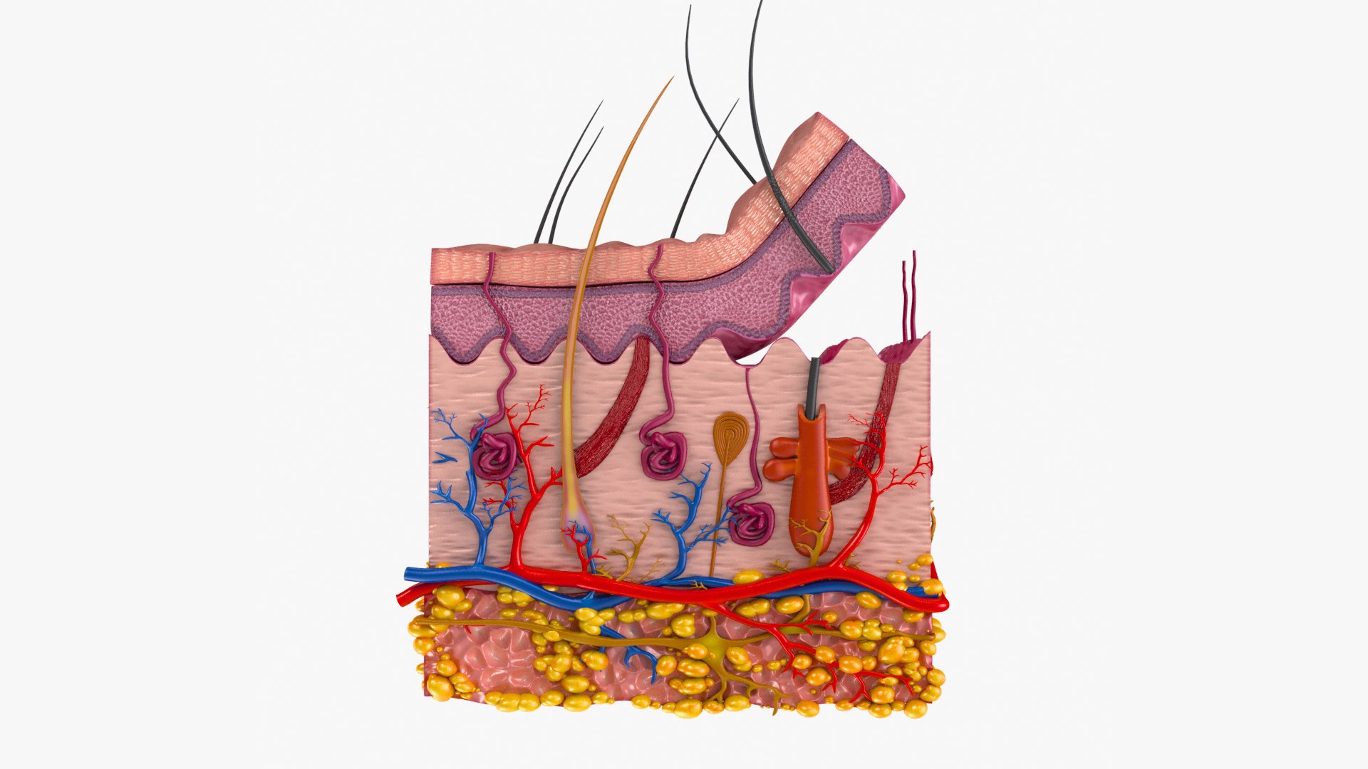 3D skin anatomy model - TurboSquid 1430488