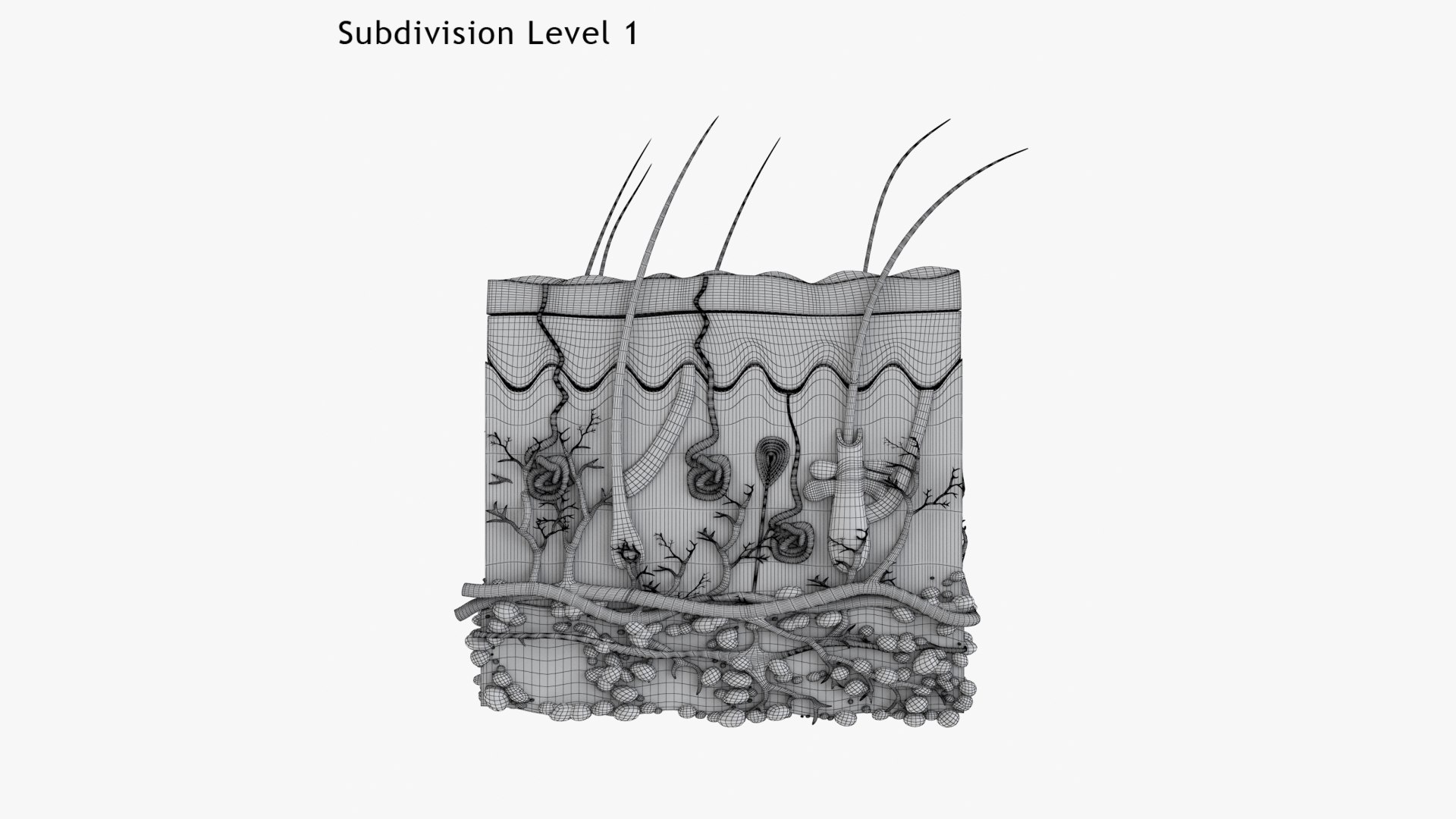 3D skin anatomy model - TurboSquid 1430488