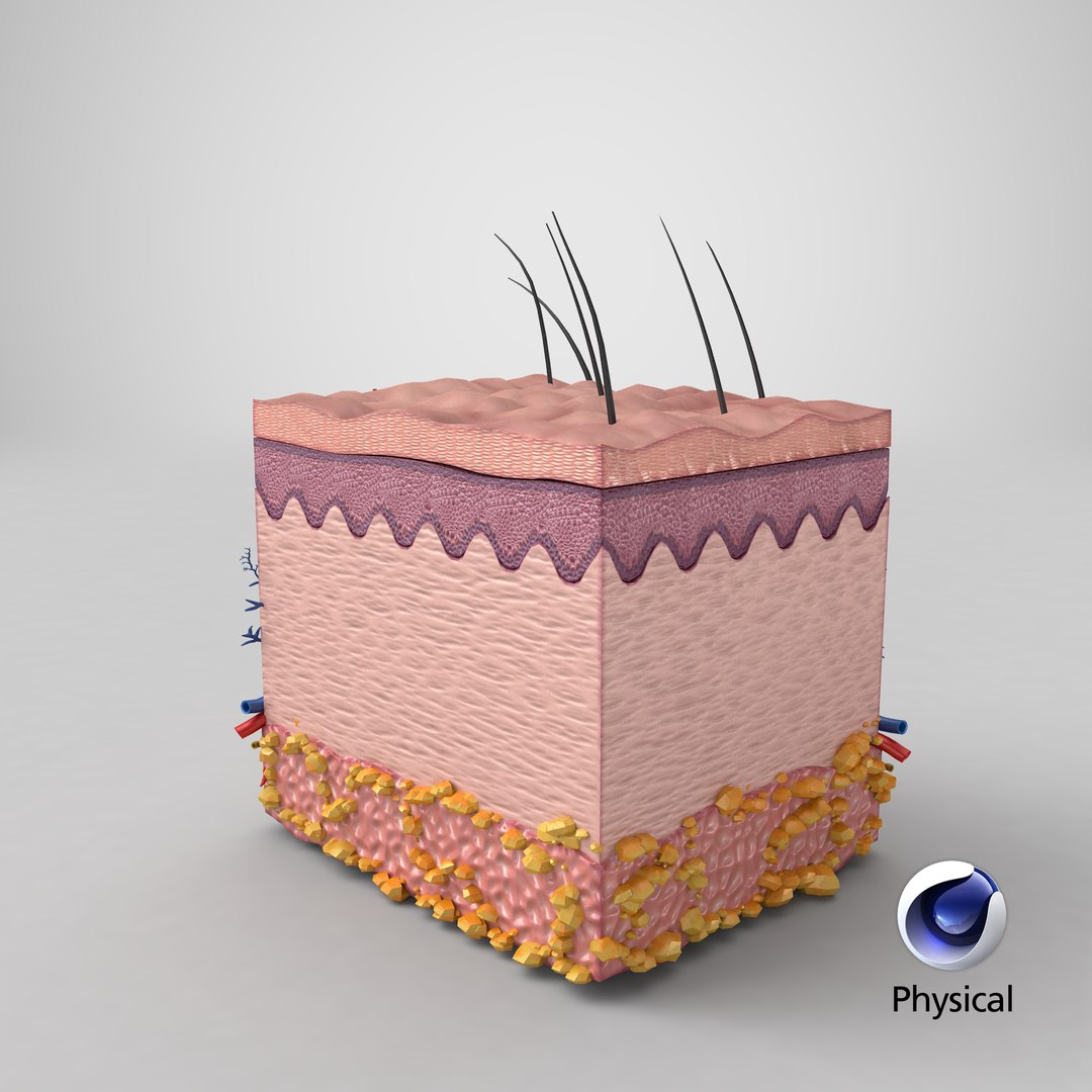 3D skin anatomy model - TurboSquid 1430488