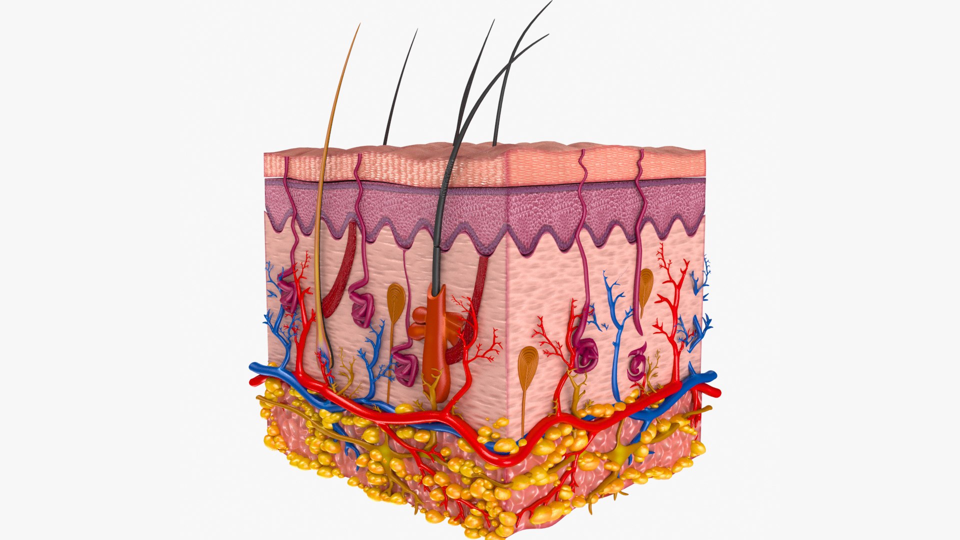 3D skin anatomy model - TurboSquid 1430488