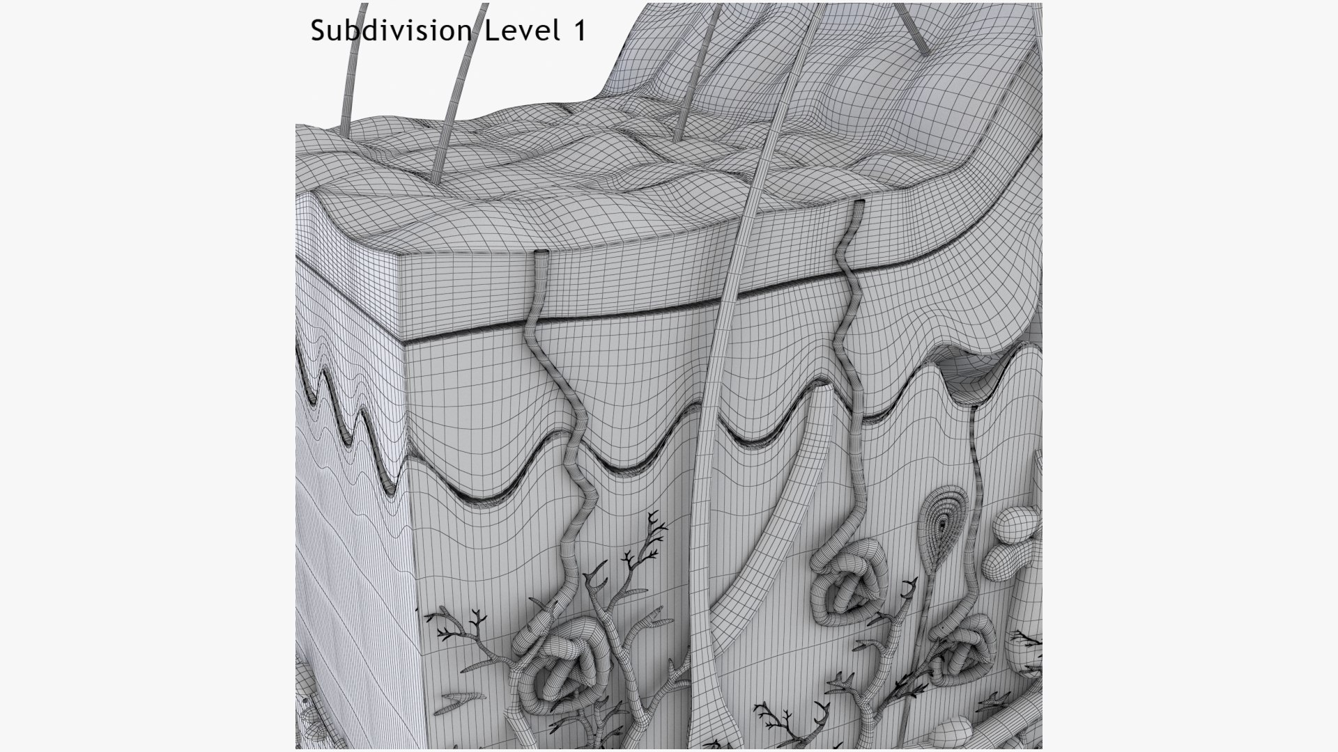 3D skin anatomy model - TurboSquid 1430488