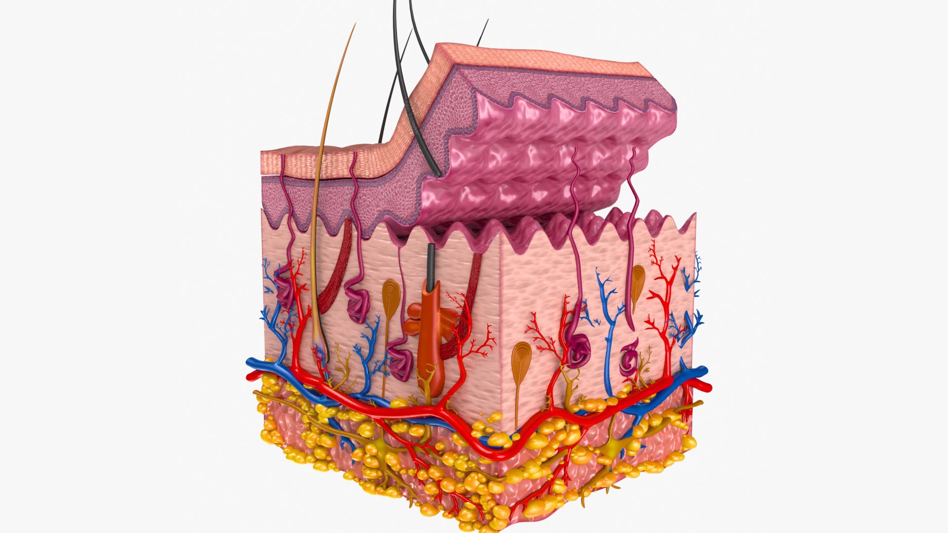 3D skin anatomy model - TurboSquid 1430488