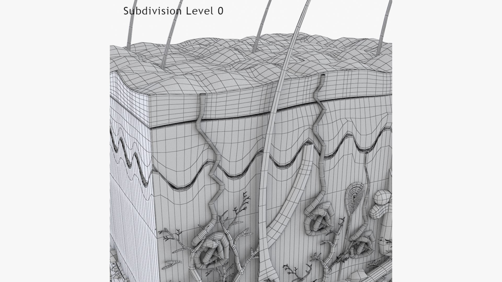 3D skin anatomy model - TurboSquid 1430488