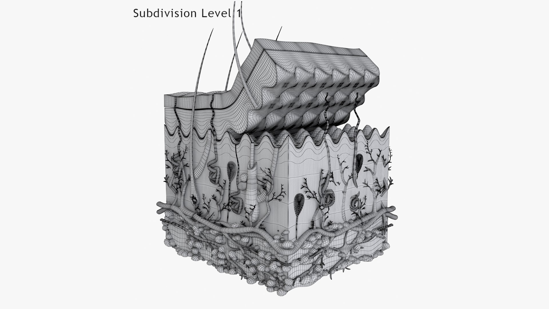 3D skin anatomy model - TurboSquid 1430488