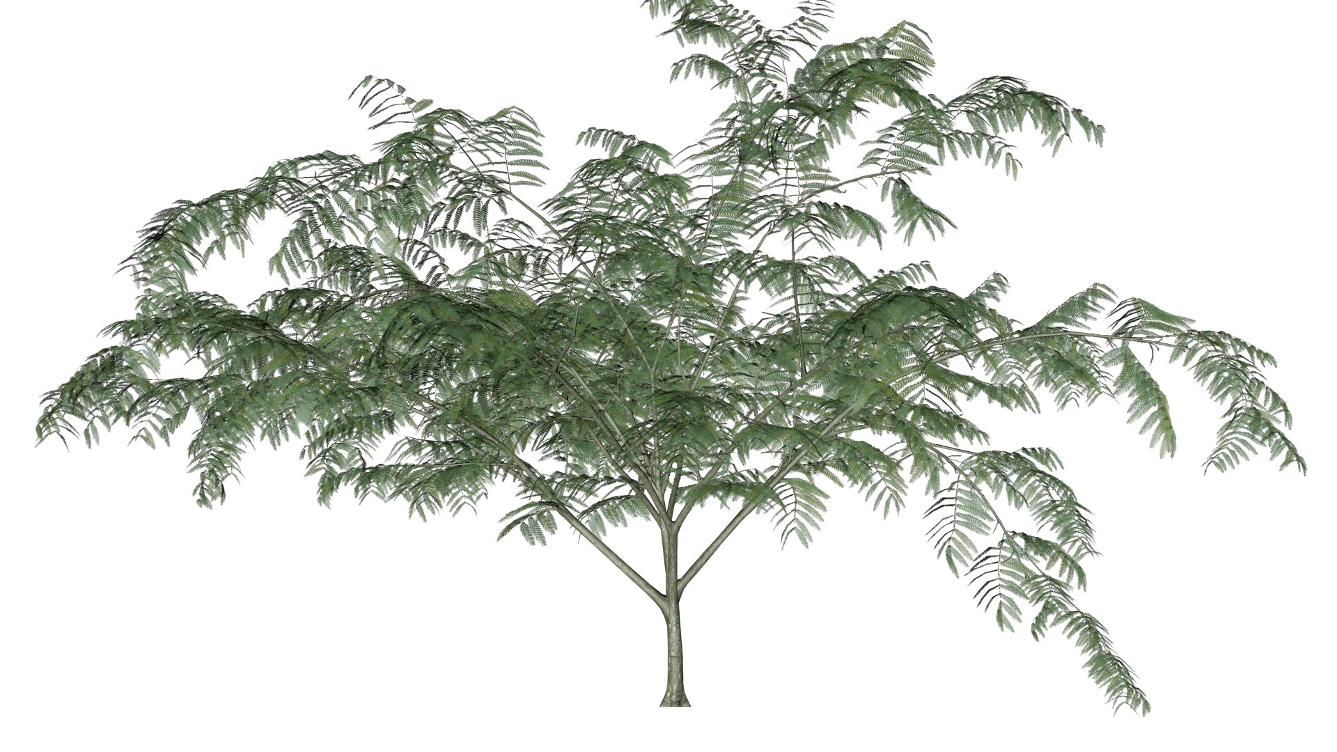 3D Mimosa Tree - 09 - Model - TurboSquid 2377177