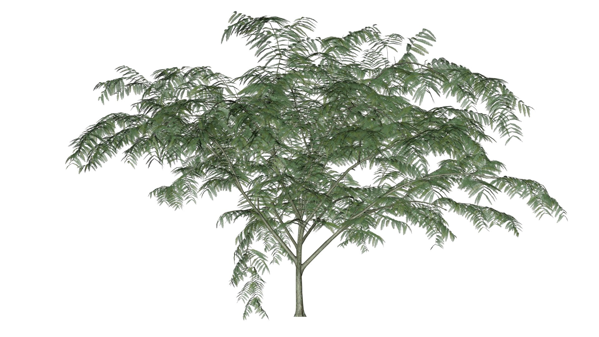 3D Mimosa Tree - 09 - Model - TurboSquid 2377177