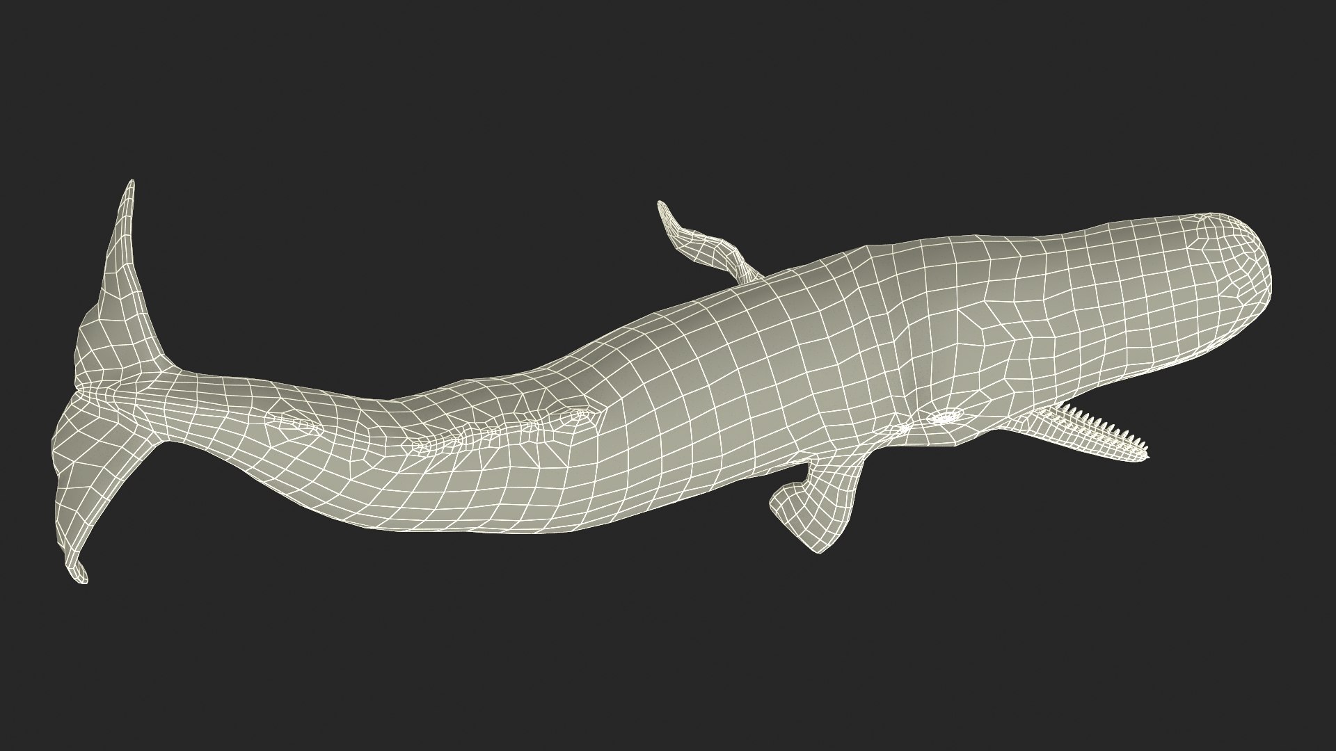 Cachalot Rigged for Cinema 4D 3D model - TurboSquid 2145669