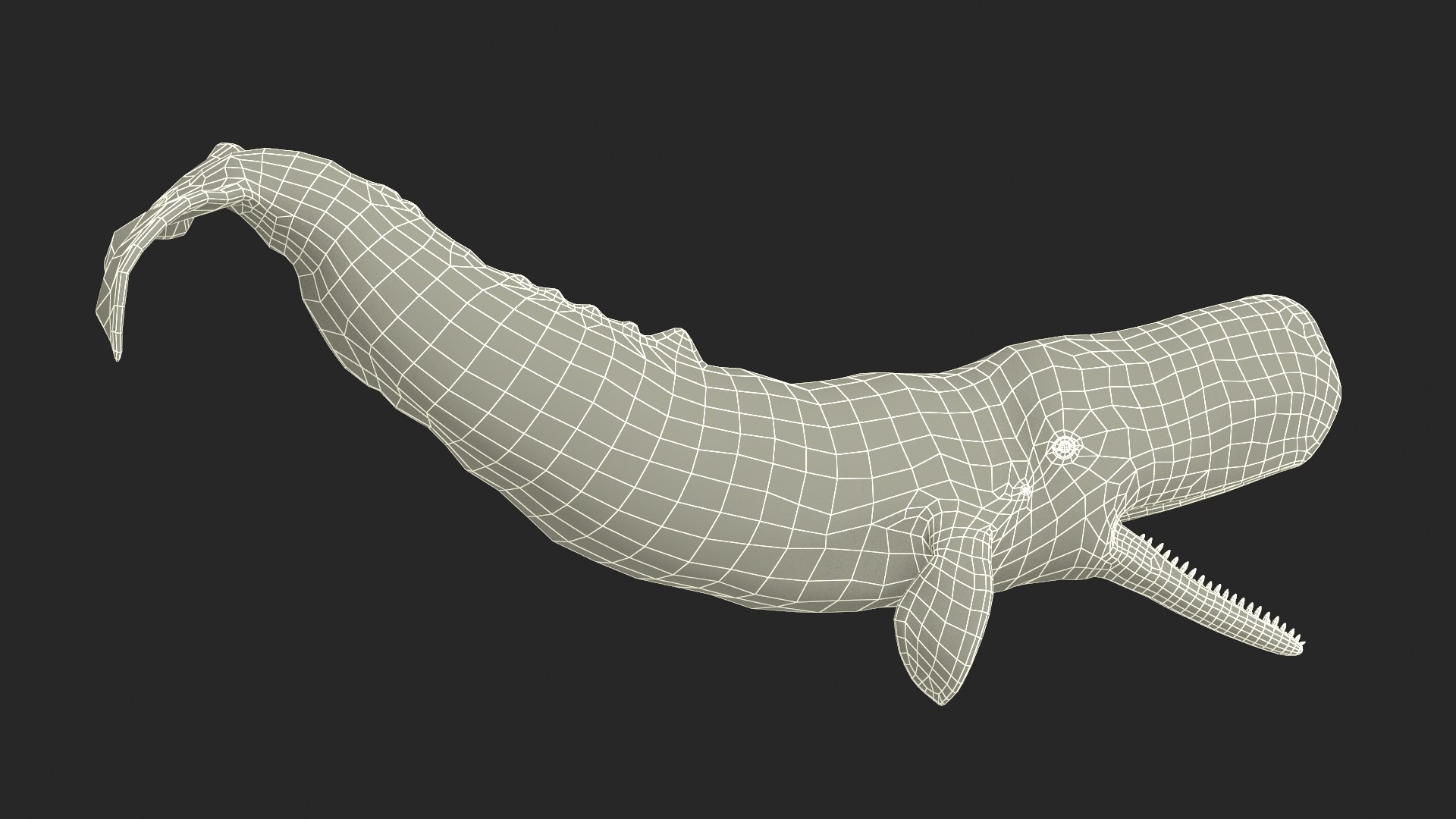 Cachalot Rigged for Cinema 4D 3D model - TurboSquid 2145669