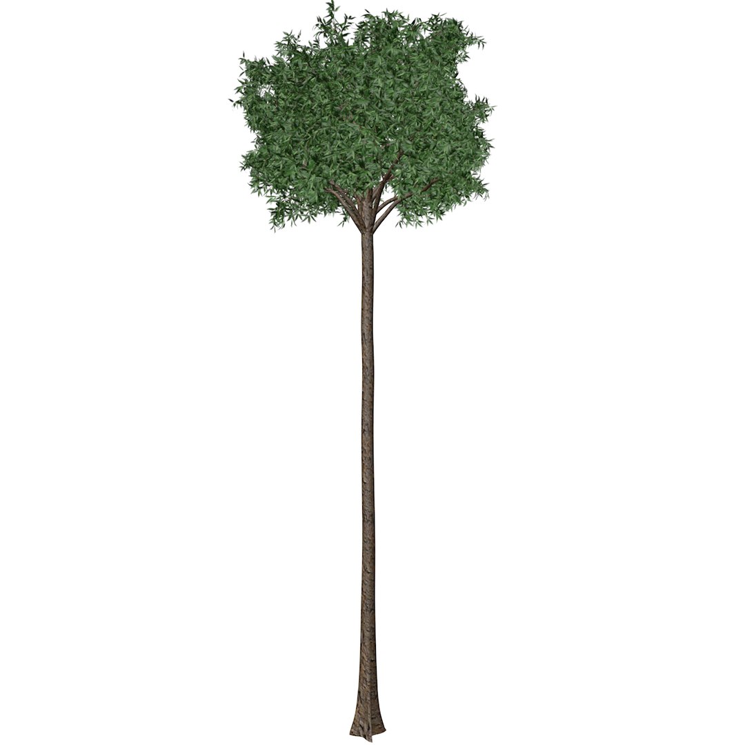 Flooded Gum Tree - 10 - 3D Model - TurboSquid 2375888