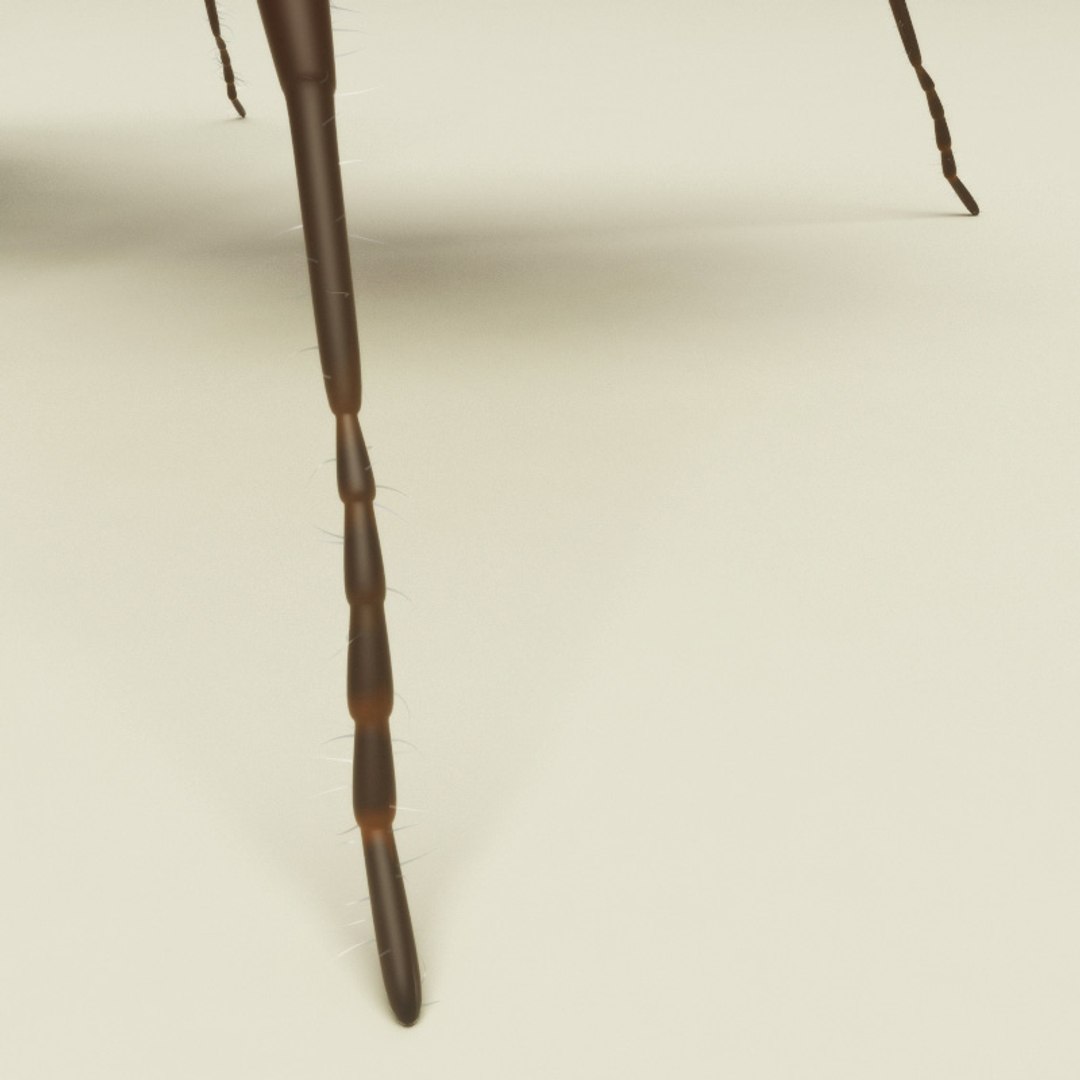 Max Ant Modelled