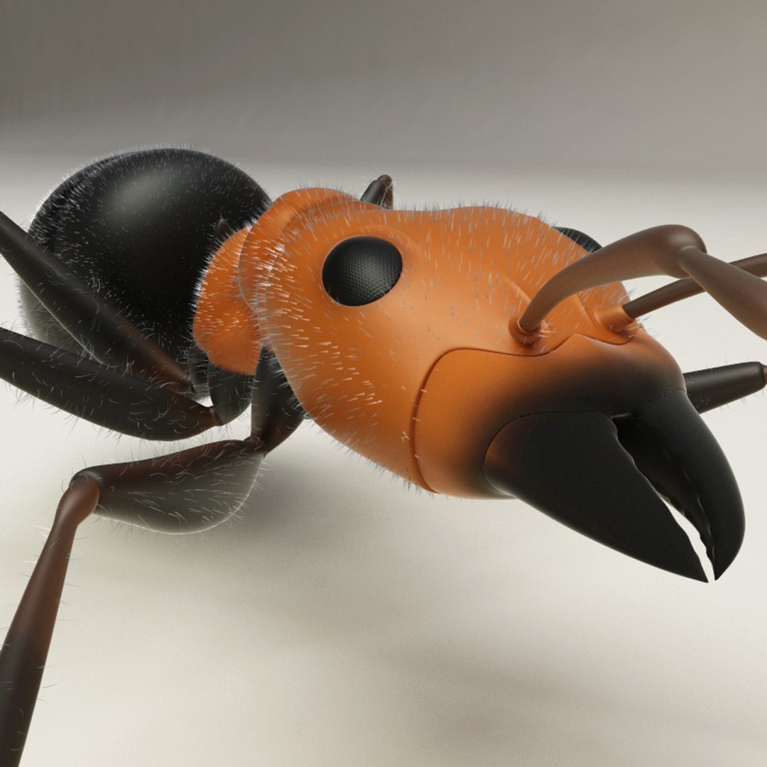 Max Ant Modelled