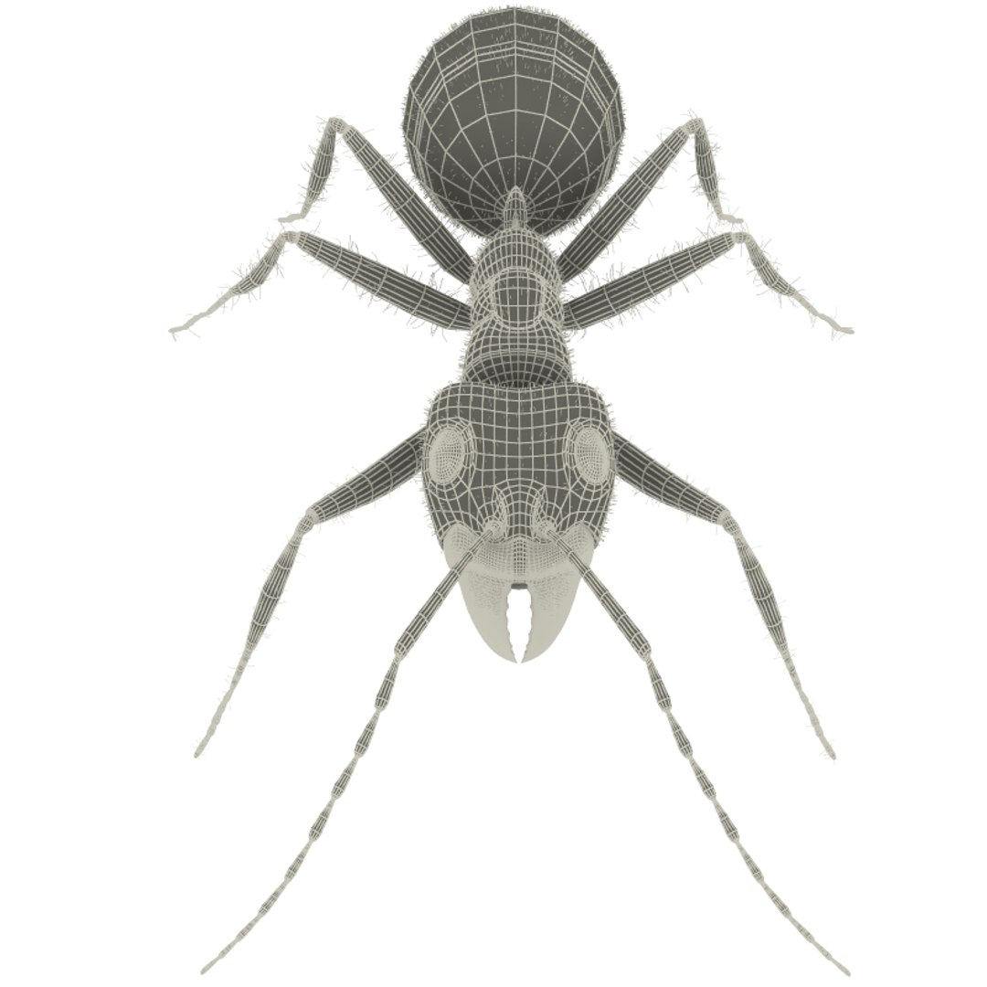 Max Ant Modelled
