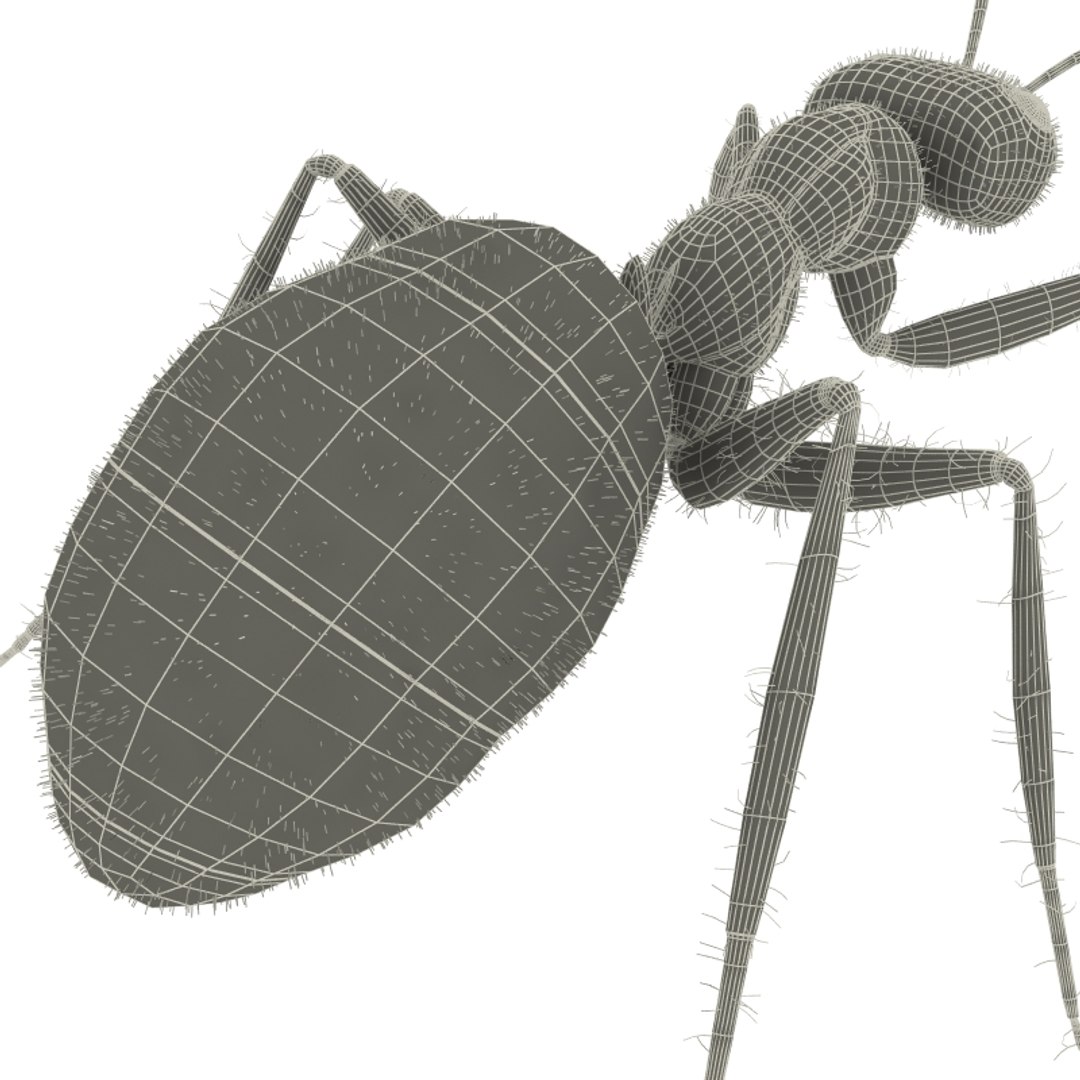 Max Ant Modelled