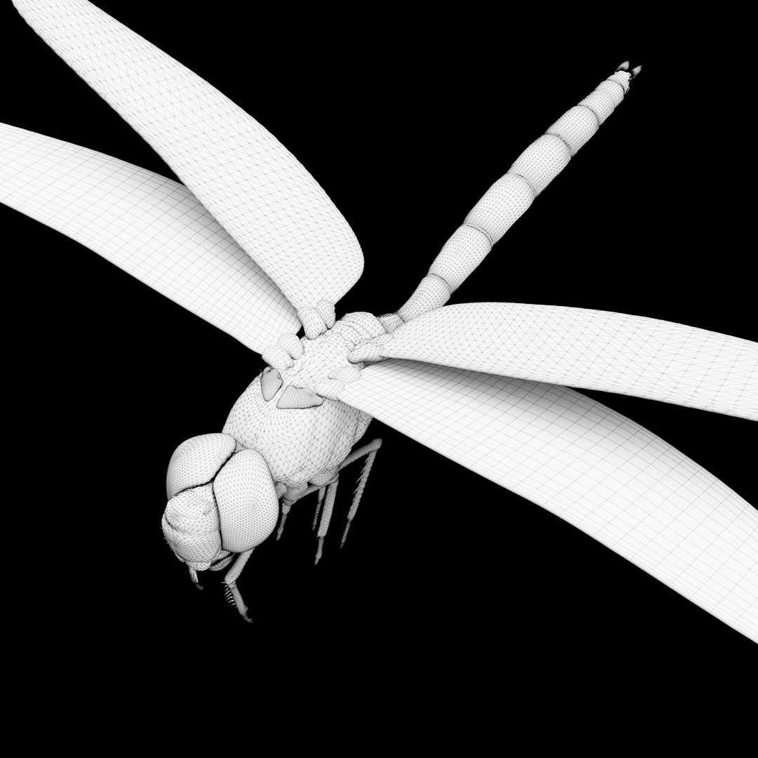 3D Model Anax Imperator Rigged - TurboSquid 2087143