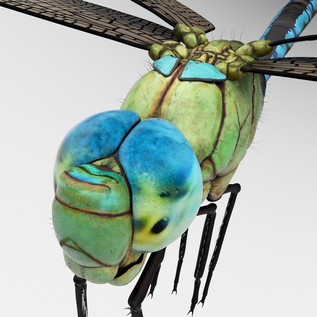 3D Model Anax Imperator Rigged - TurboSquid 2087143