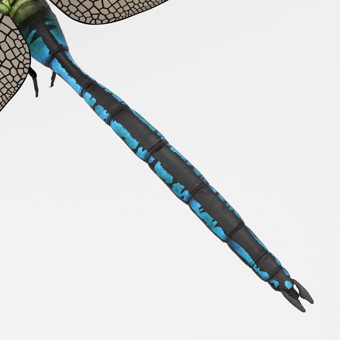 3D Model Anax Imperator Rigged - TurboSquid 2087143