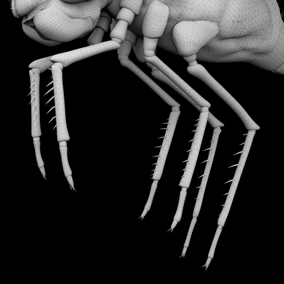 3D Model Anax Imperator Rigged - TurboSquid 2087143