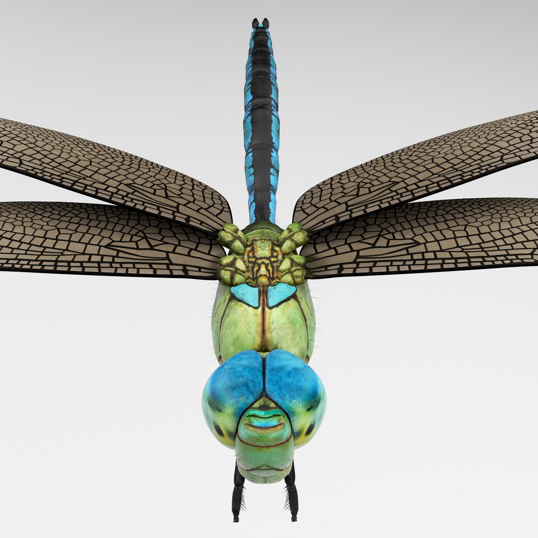 3D Model Anax Imperator Rigged - TurboSquid 2087143